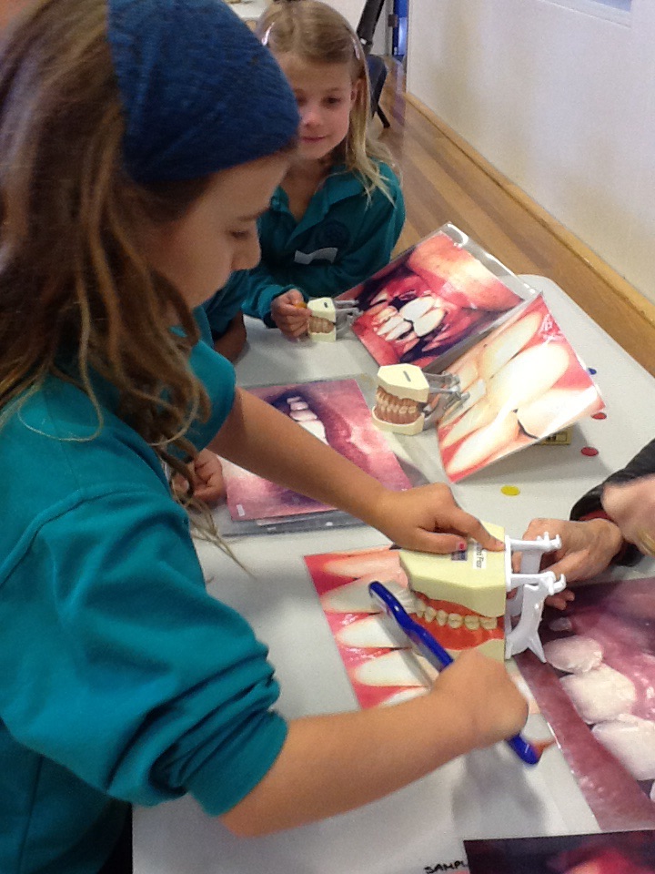 Grade 3/4 Human Body Expo